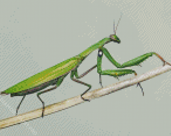 Aesthetic Praying Mantis - Diamond Painting - DiamondPaint.PRO