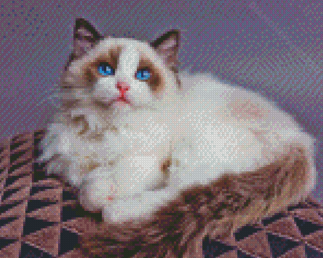Aesthetic Ragdoll Cat - Diamond Painting - DiamondPaint.PRO